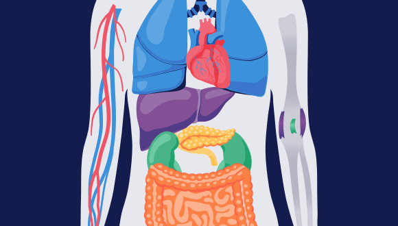 The Human Body | Chain of Life